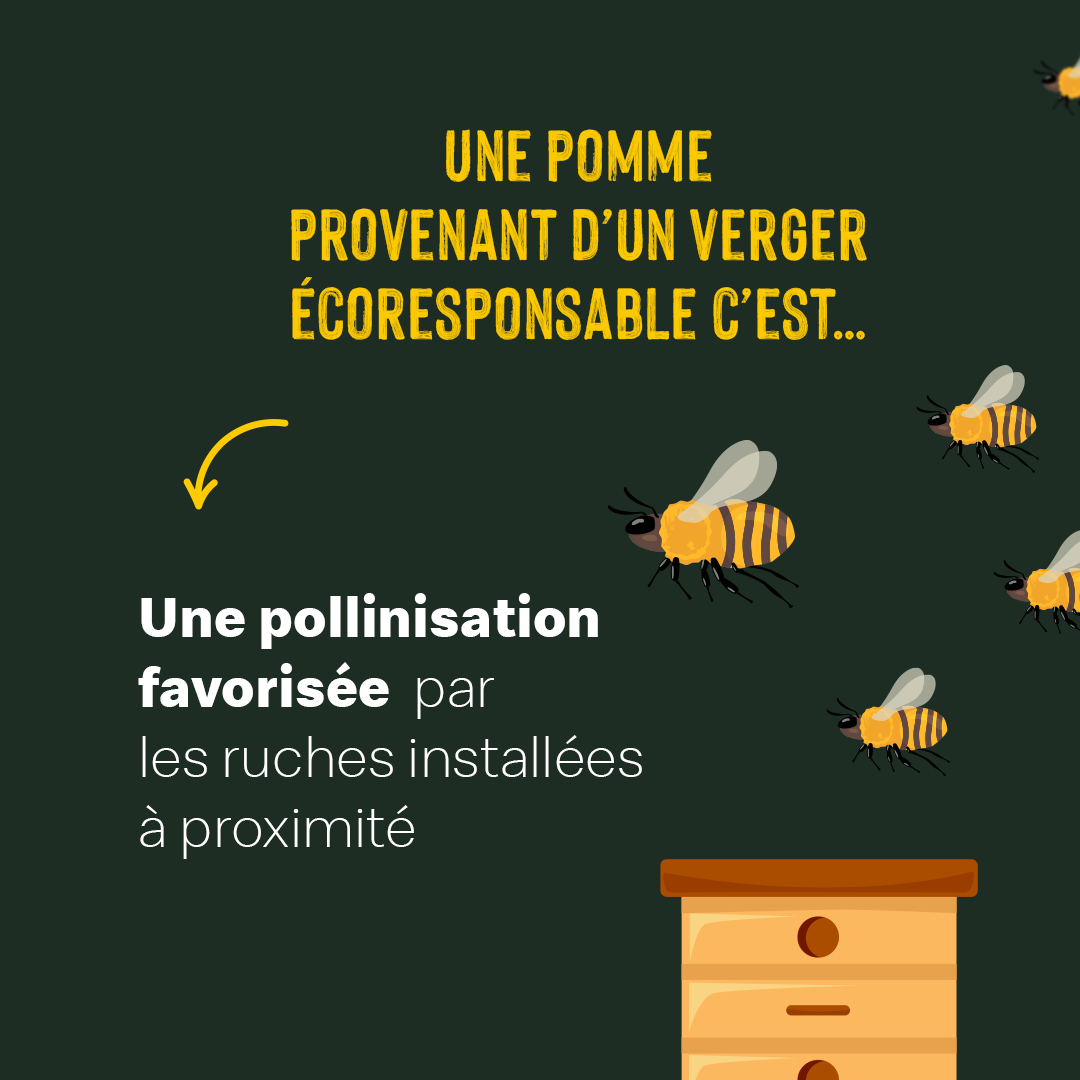 La pomme : le fruit à croquer
